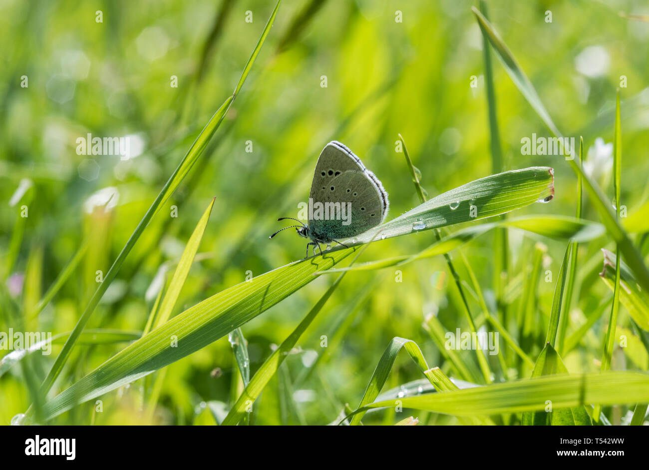 Perched Green-underside Blue (Glaucopsyche alexis Stock Photo - Alamy