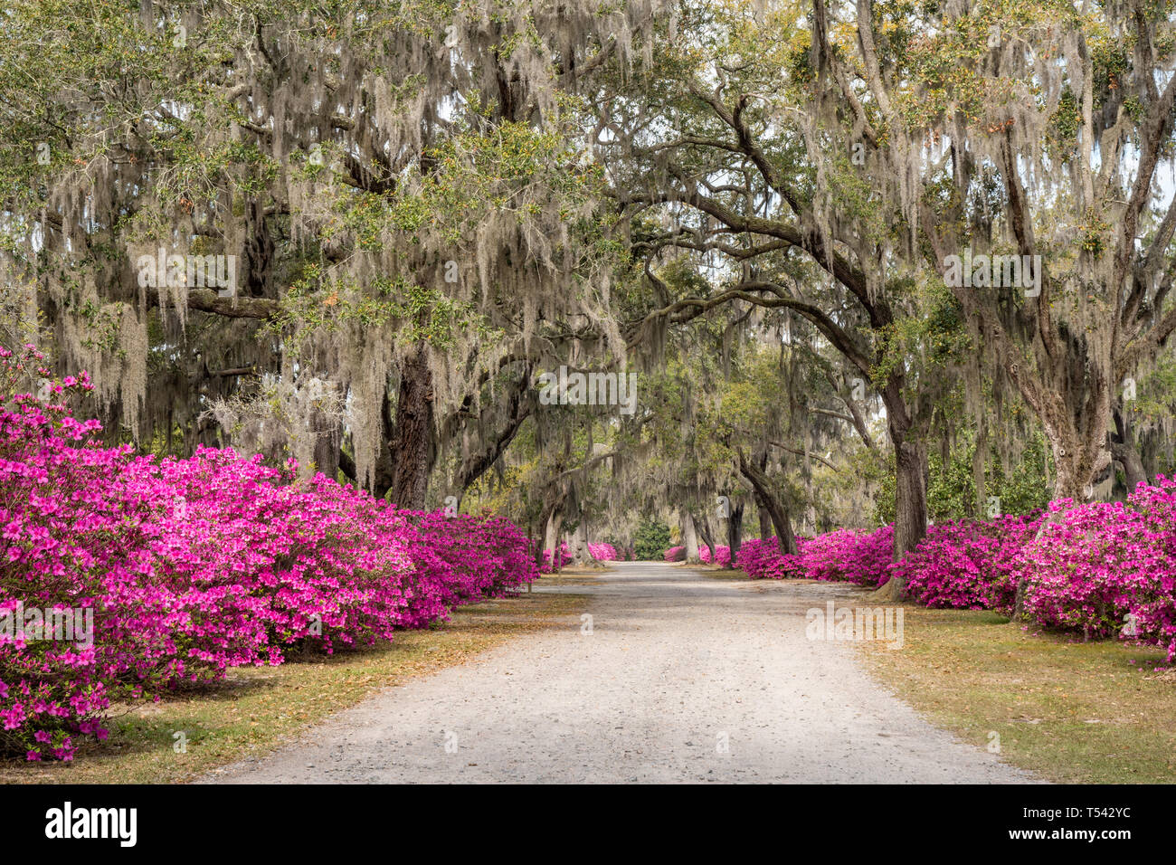 Georgia flowers hi-res stock photography and images - Alamy