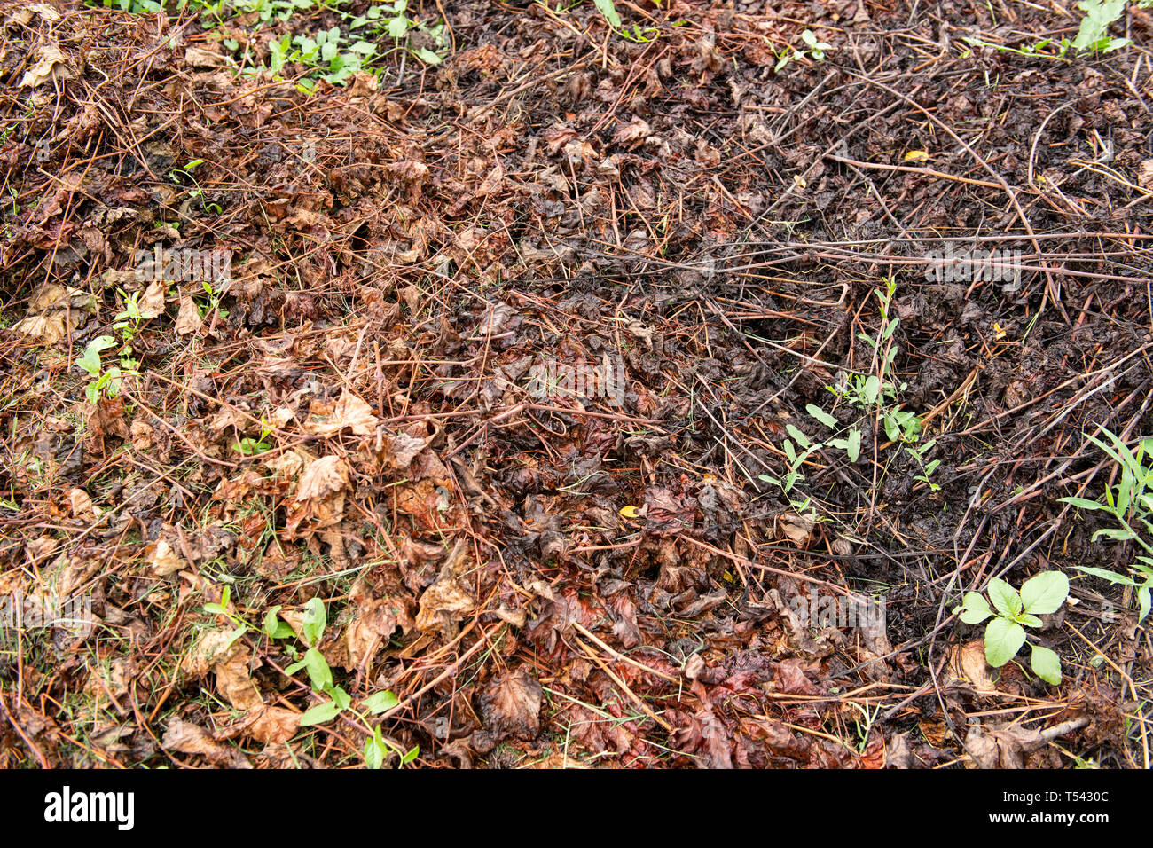 Rotten leaves hi-res stock photography and images - Alamy