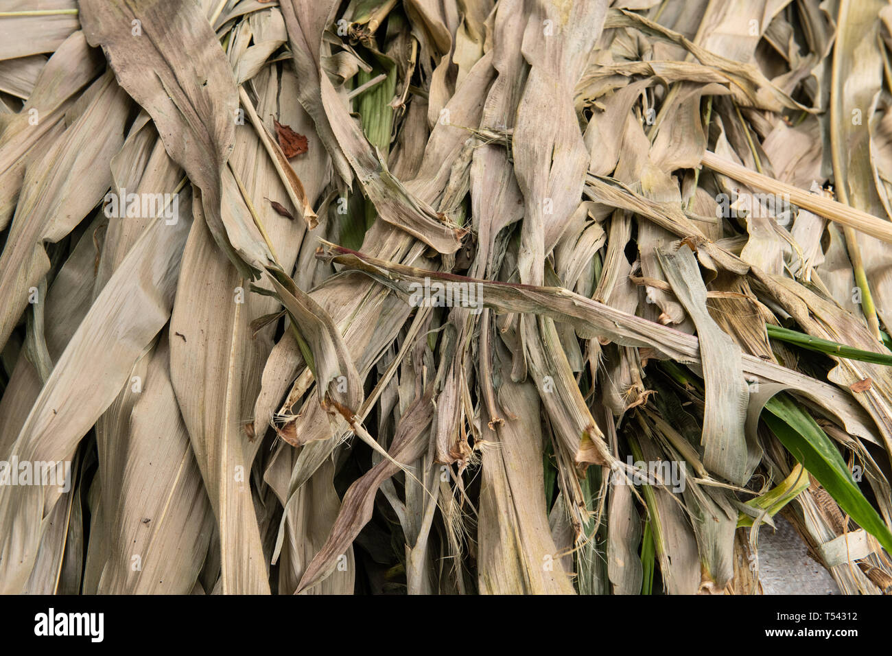 Dried corn plan leaves or foliage background or texture Stock Photo - Alamy