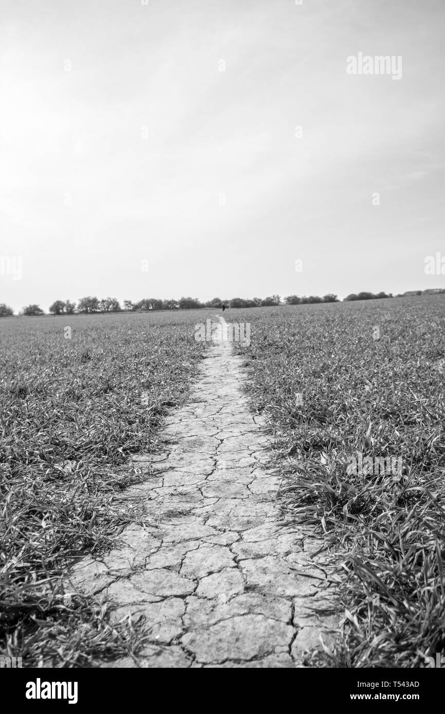 A dry cracked path leads through a crop field in Yorkshire, UK during ...