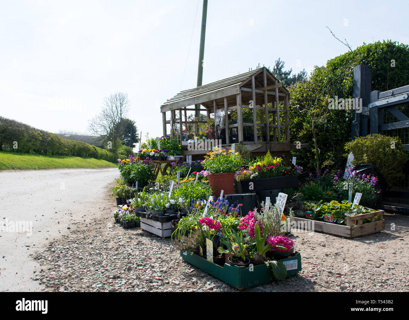 A beautiful colourful flower stall set up by the side of a road Stock ...