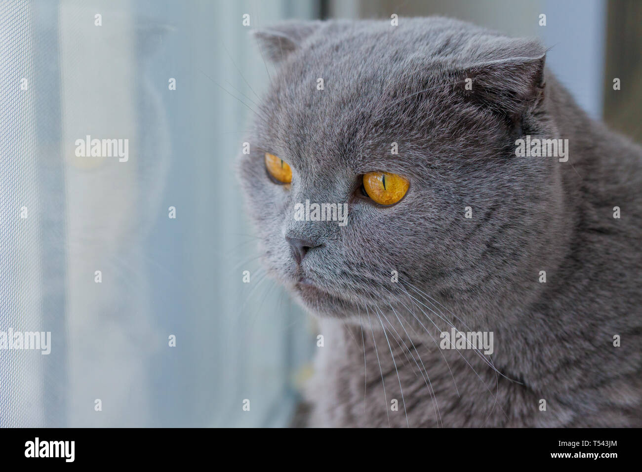 depression concept, cat cute. grey British cat. the sadness in his eyes ...