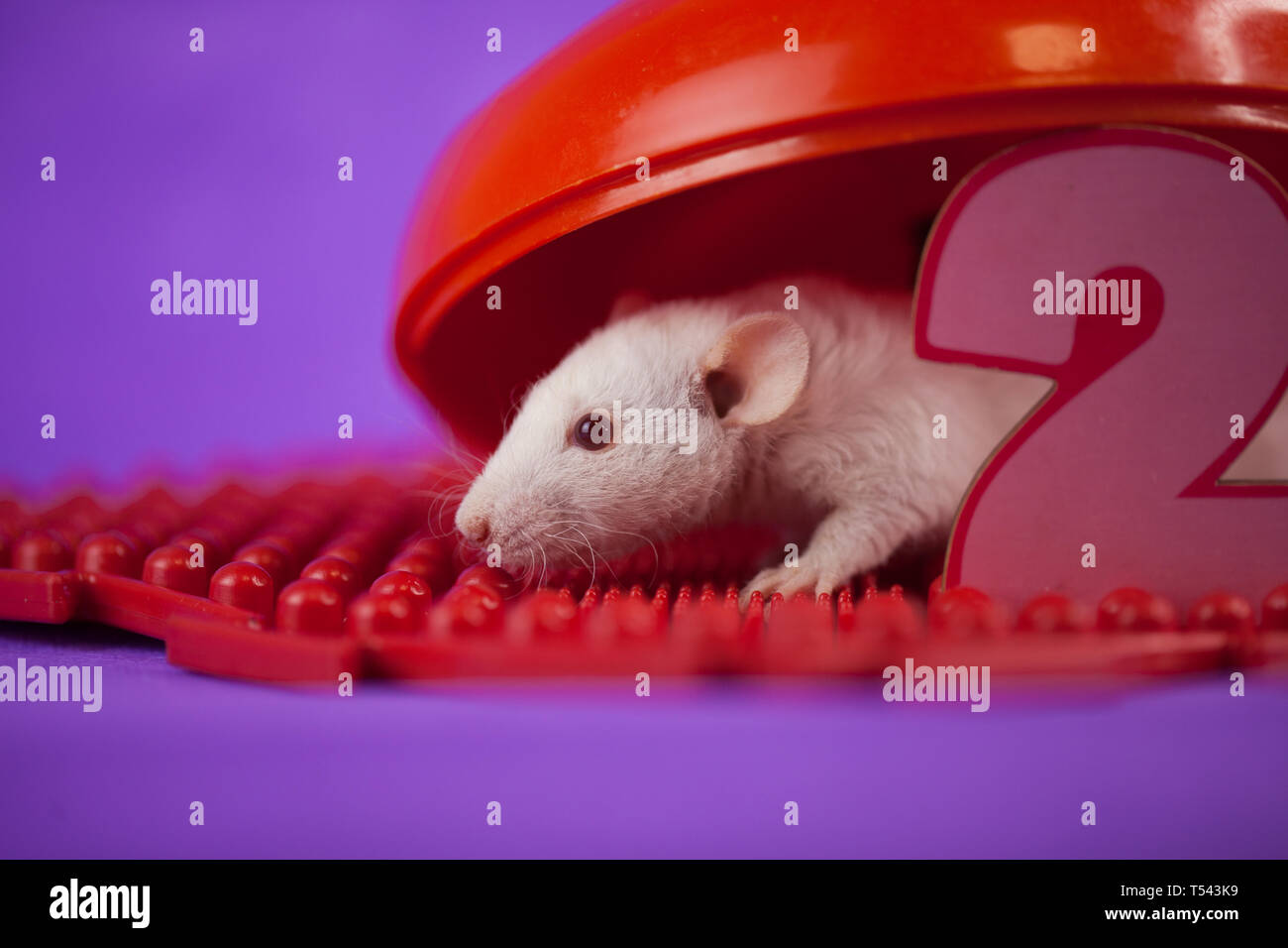 two digits. mouse decorative. rat home. symbol of the Stock Photo - Alamy