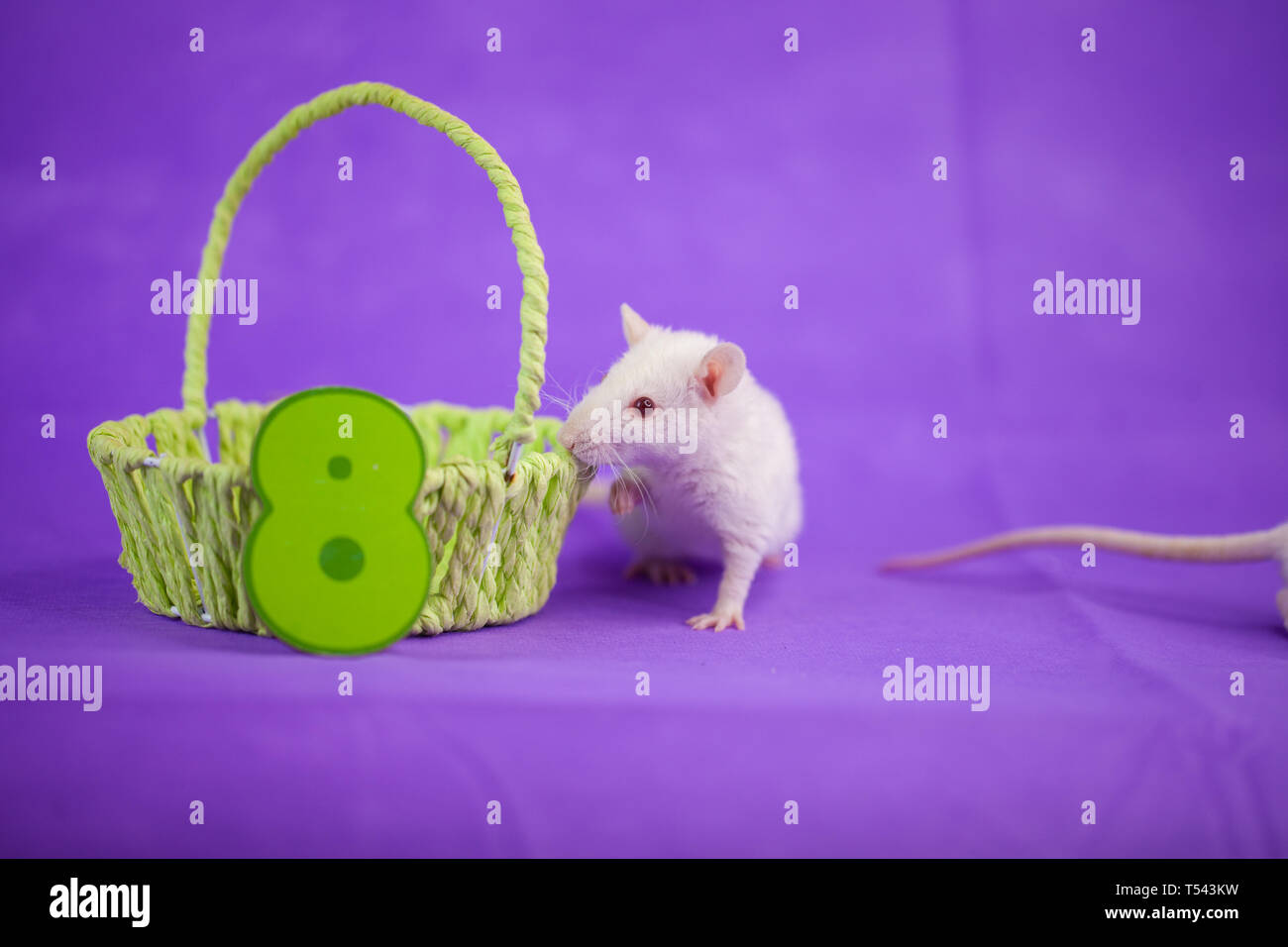 eight digit. mouse decorative. rat home. symbol of the Stock Photo - Alamy