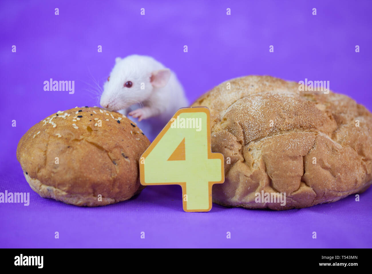 four digits. mouse decorative. rat home. symbol of the Stock Photo - Alamy