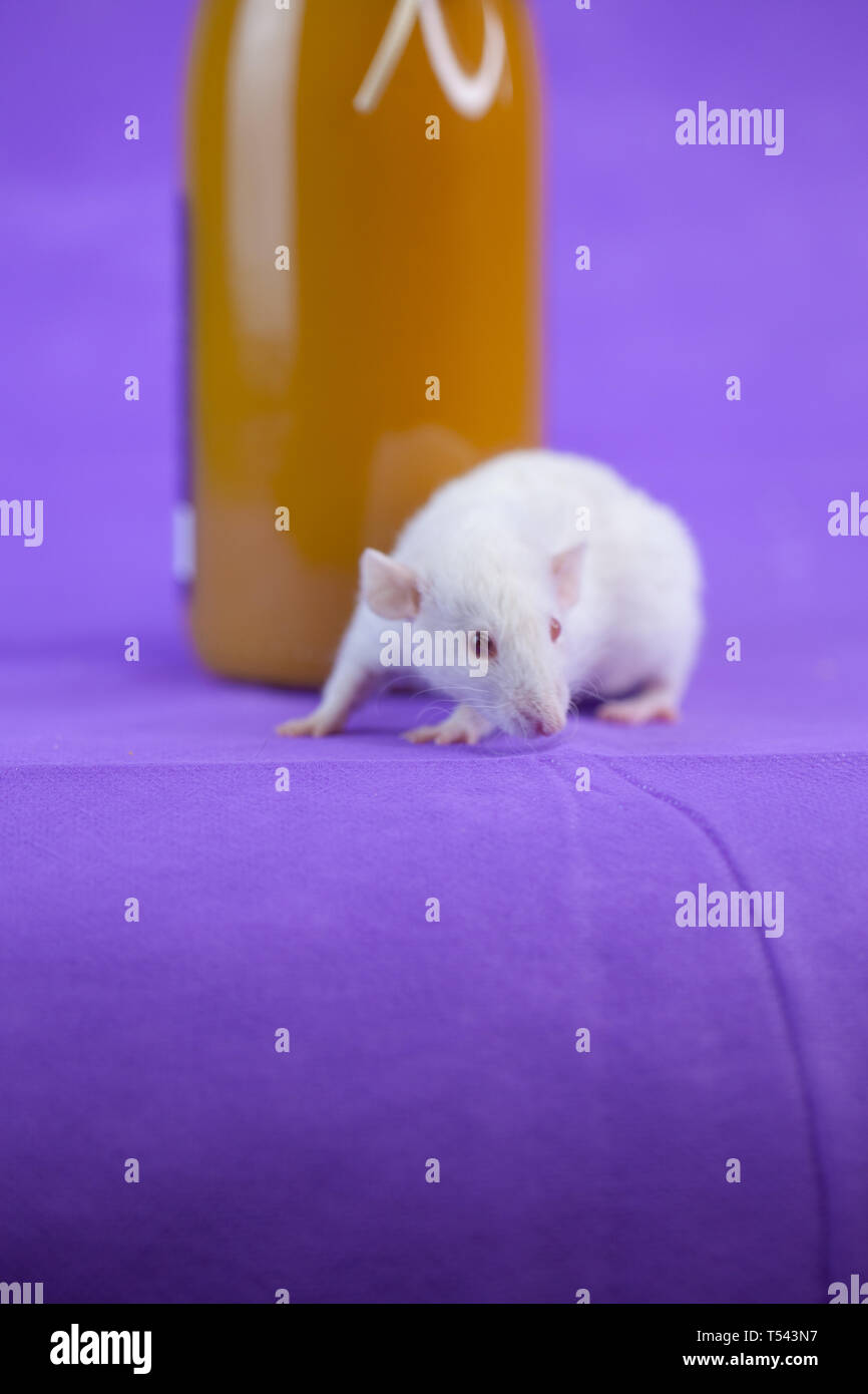 mouse decorative. rat home. symbol of the Chinese new Stock Photo - Alamy