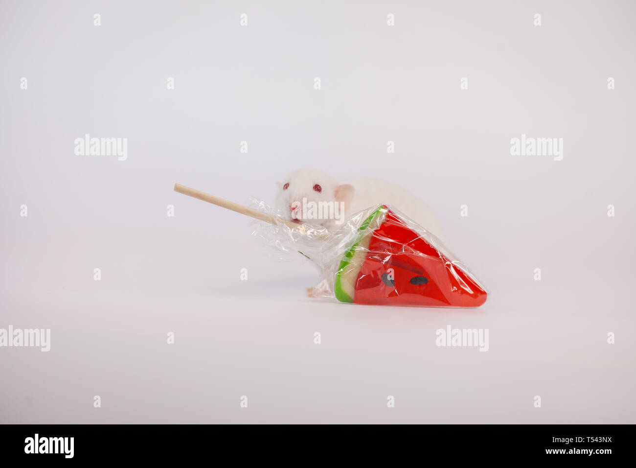 mouse decorative. rat home. symbol of the Chinese new Stock Photo - Alamy