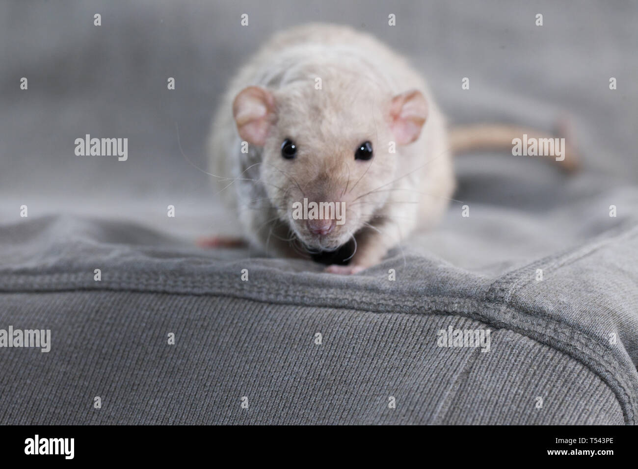 Intimidating appearance hi-res stock photography and images - Alamy