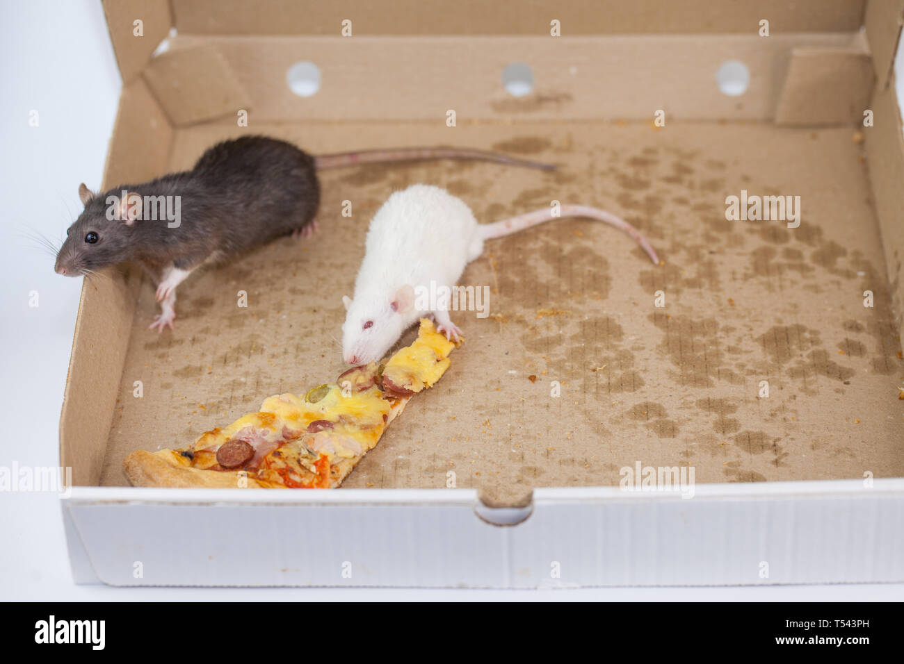 pizza mouse decorative in a pizza box.. rat home. symbol Stock Photo ...