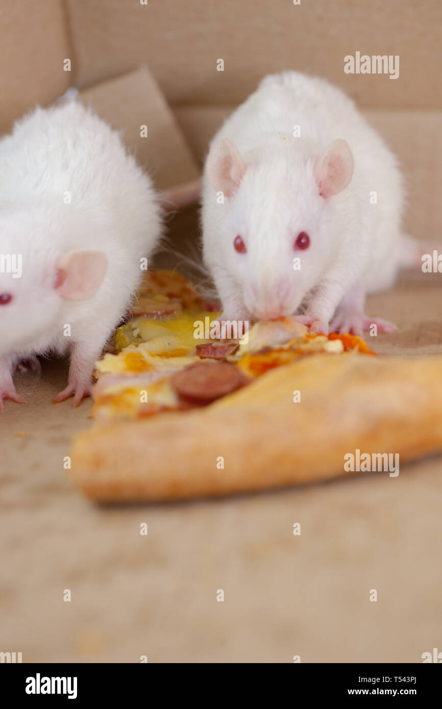 pizza mouse in a decorative box of pizza eating . rat Stock Photo - Alamy