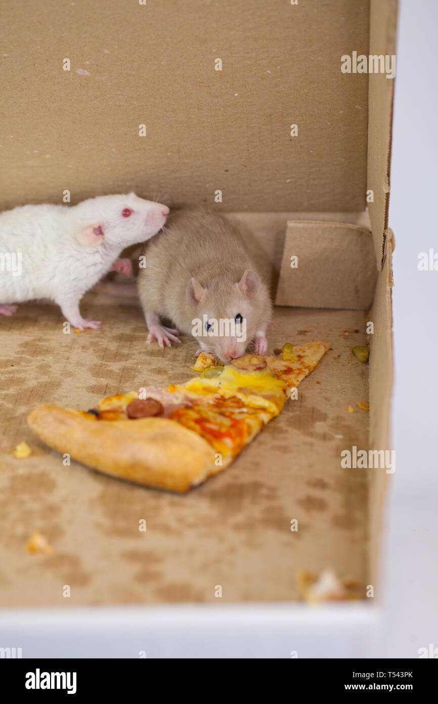 pizza mouse decorative in a pizza box eating a piece. rat Stock Photo ...