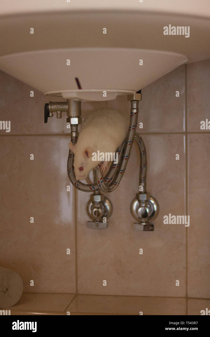 Plumber helper hi-res stock photography and images - Alamy