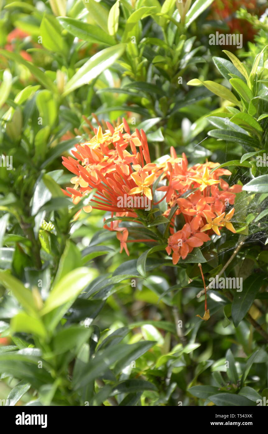 Ashoka flowers hi-res stock photography and images - Alamy