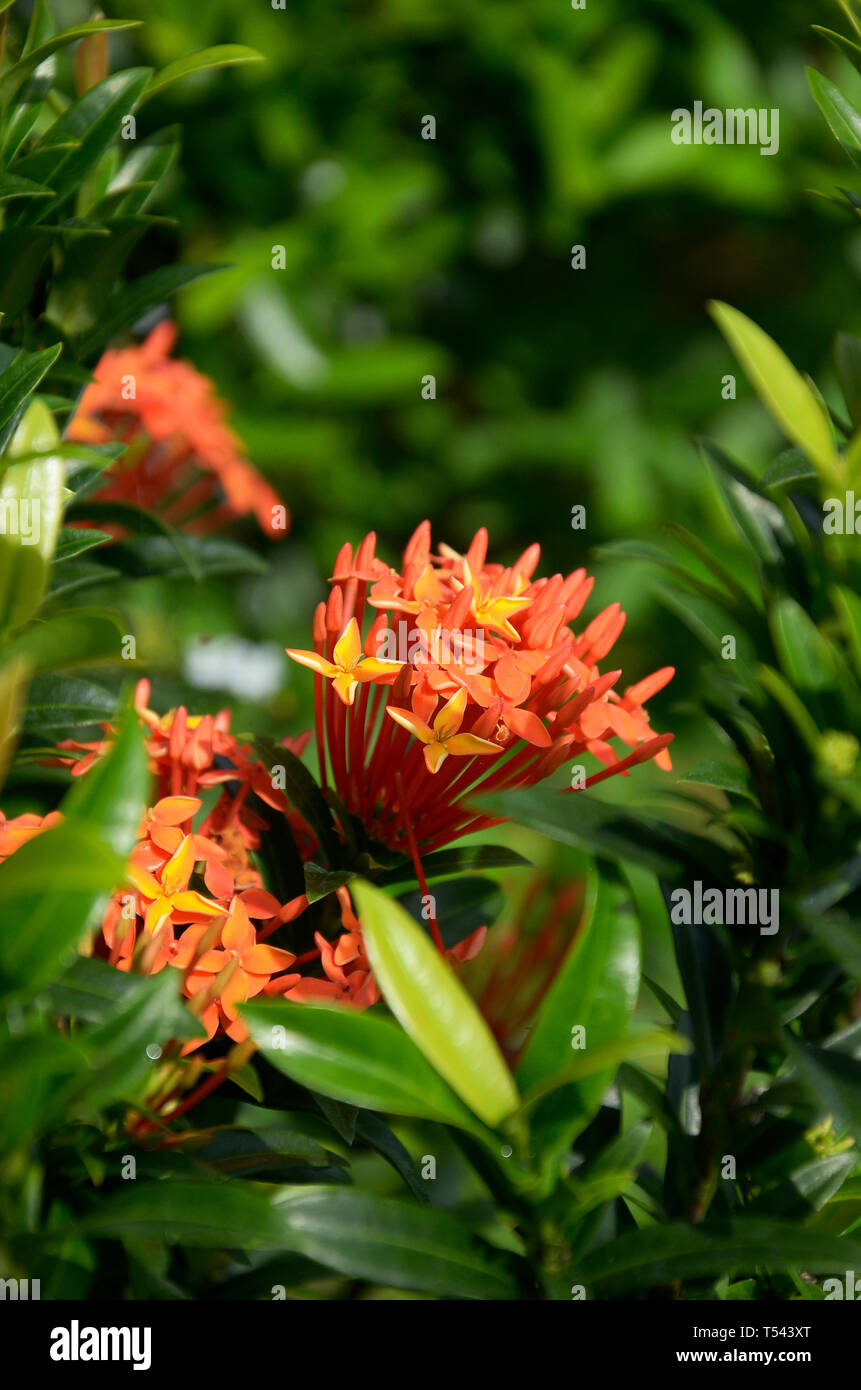 Ashoka flower hi-res stock photography and images - Alamy