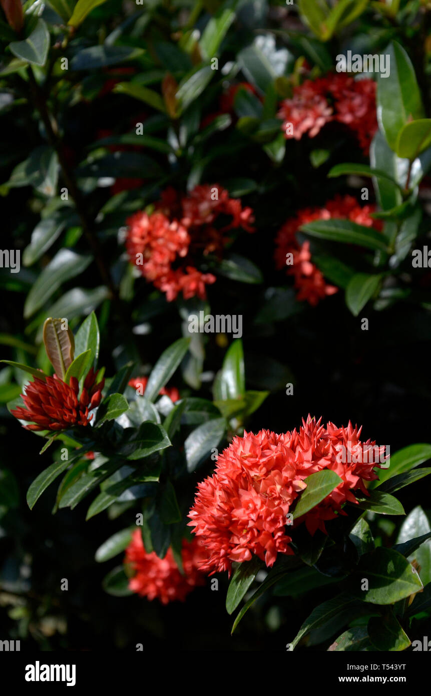 Ashoka flower hi-res stock photography and images - Alamy