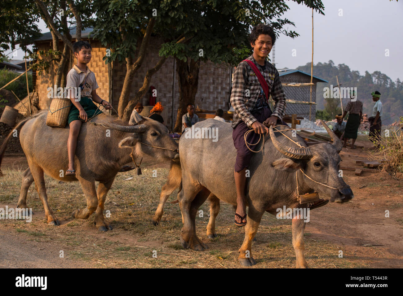 Shan boys riding water buffalo in a village on the trek from Kalaw to ...