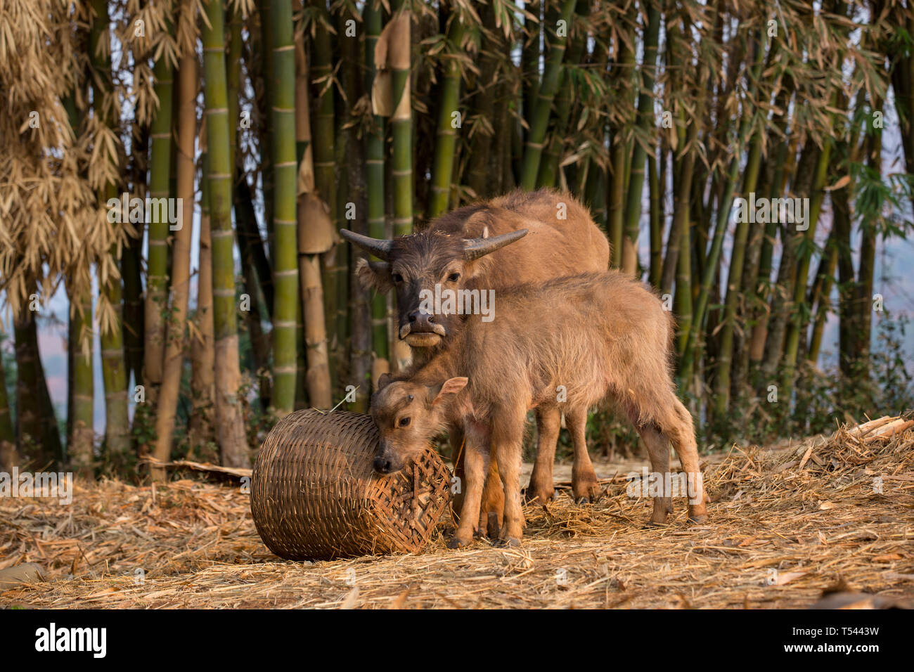 Buffalo myanmar inle hi-res stock photography and images - Alamy