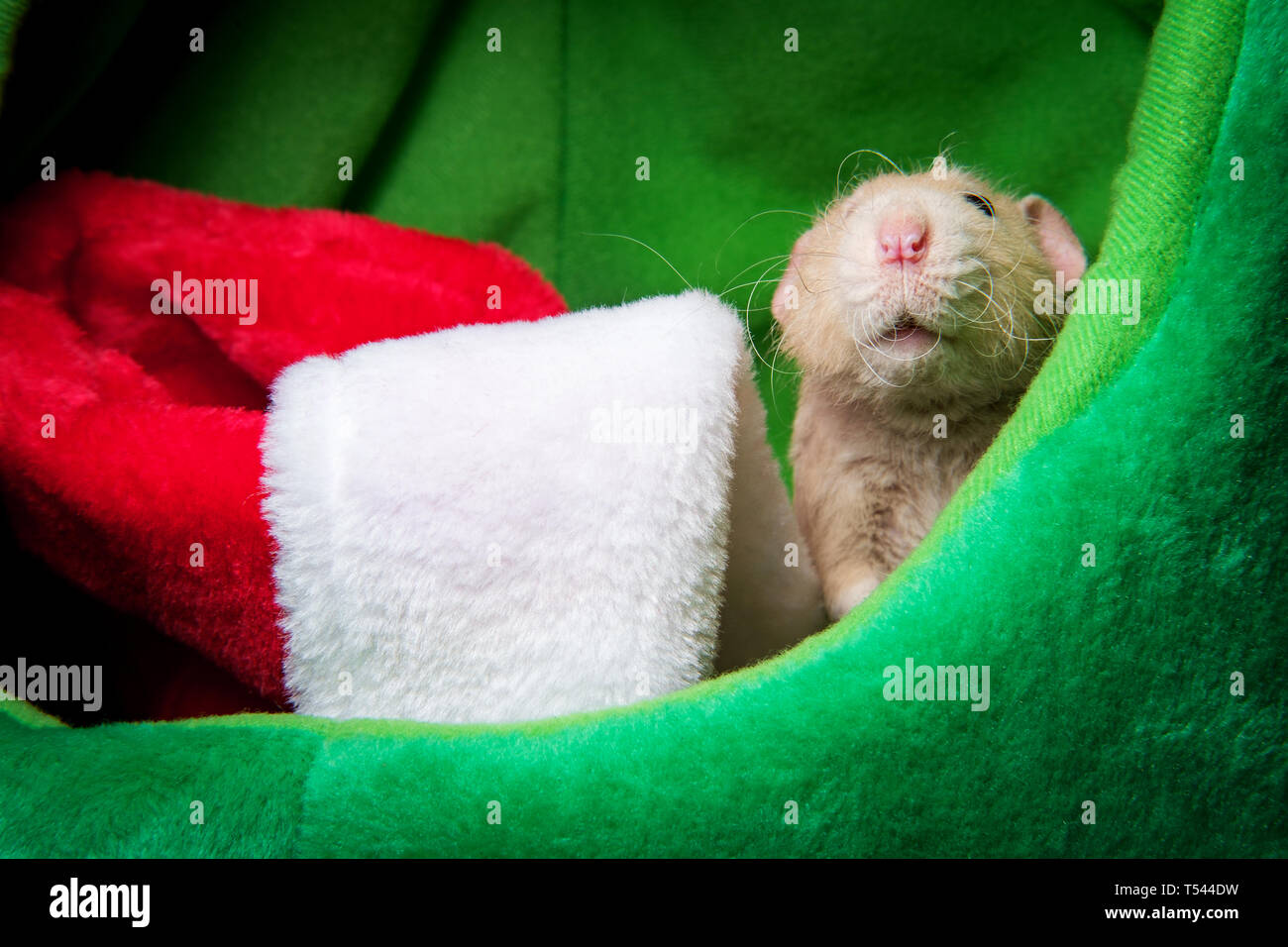 Fancy pet rat Christmas theme with stocking and gifts Stock Photo - Alamy