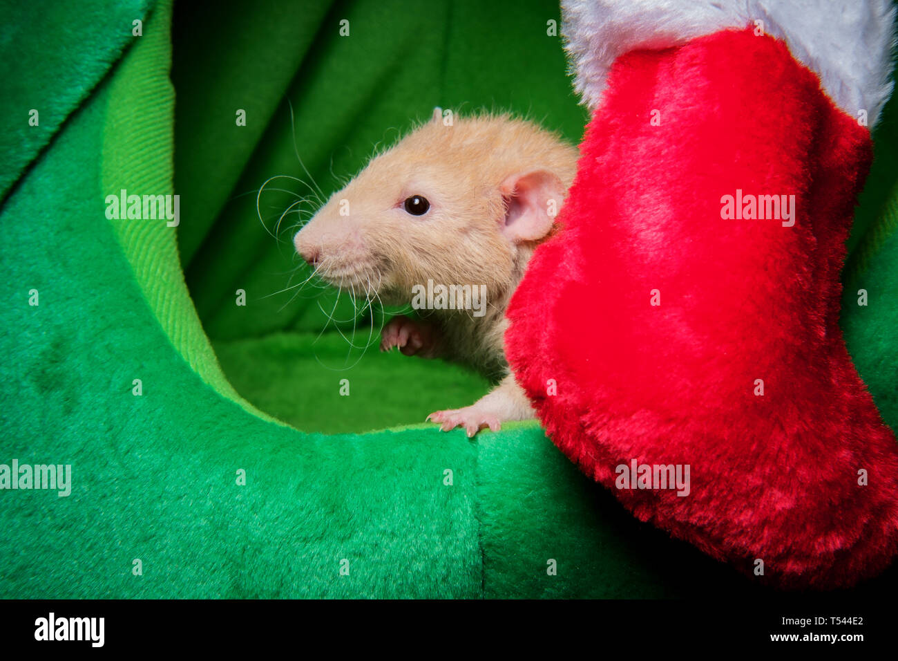 Fancy pet rat Christmas theme with stocking and gifts Stock Photo - Alamy