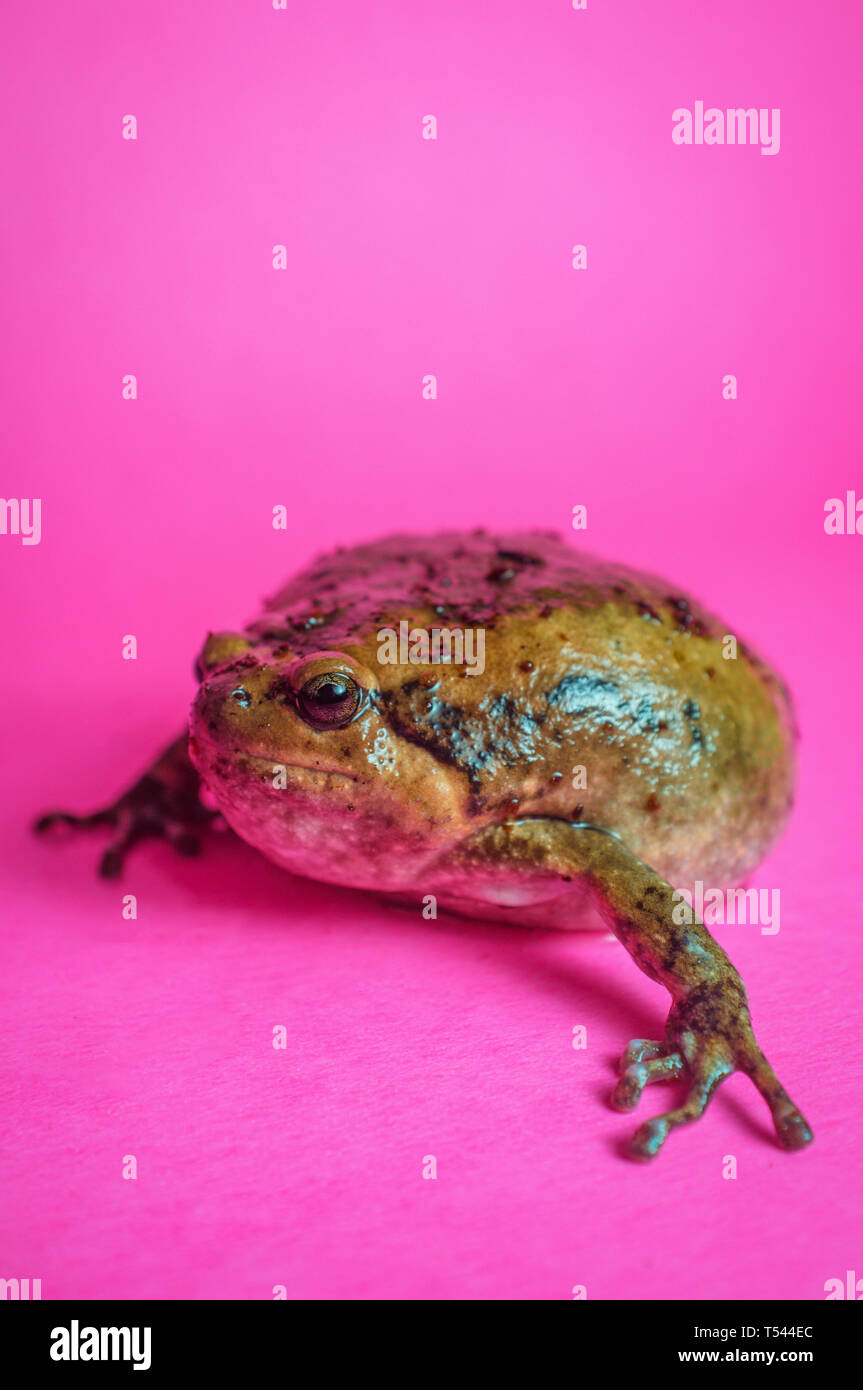 Asian bullfrog known as chubby frog in the pet community Stock Photo ...