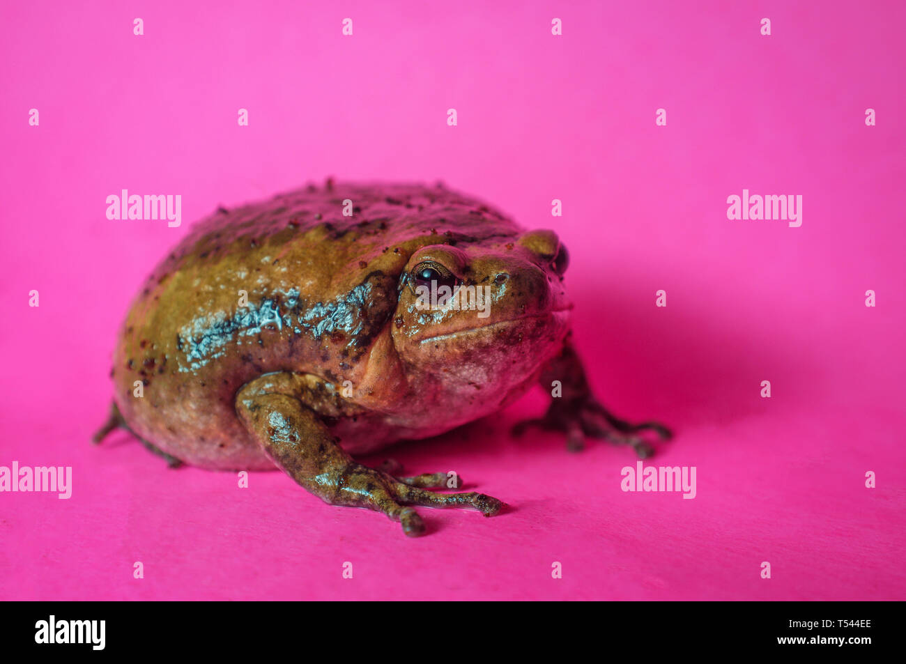 Asian bullfrog known as chubby frog in the pet community Stock Photo ...