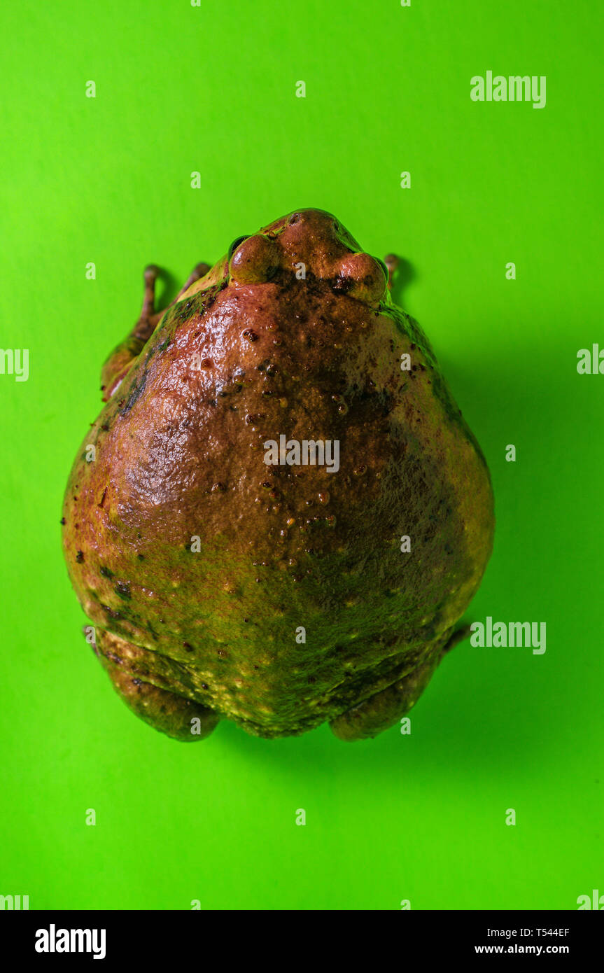 Asian bullfrog known as chubby frog in the pet community Stock Photo ...