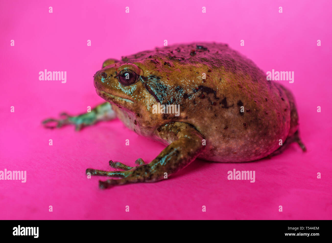 Asian bullfrog known as chubby frog in the pet community Stock Photo ...
