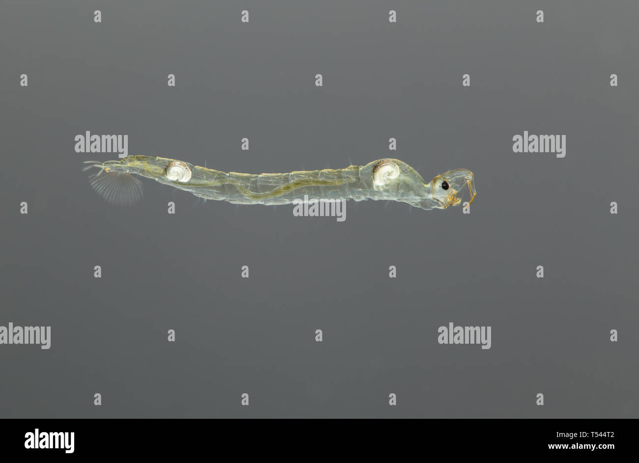 Larva of phantom midge hi-res stock photography and images - Alamy