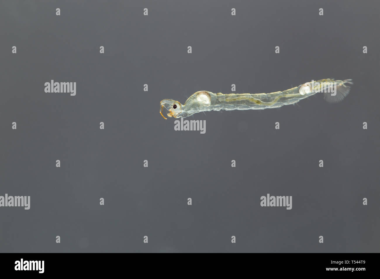 Midge larvae hi-res stock photography and images - Alamy