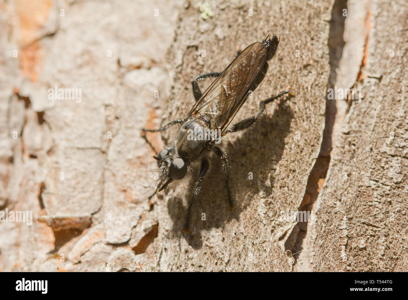 Big robberfly hi-res stock photography and images - Alamy