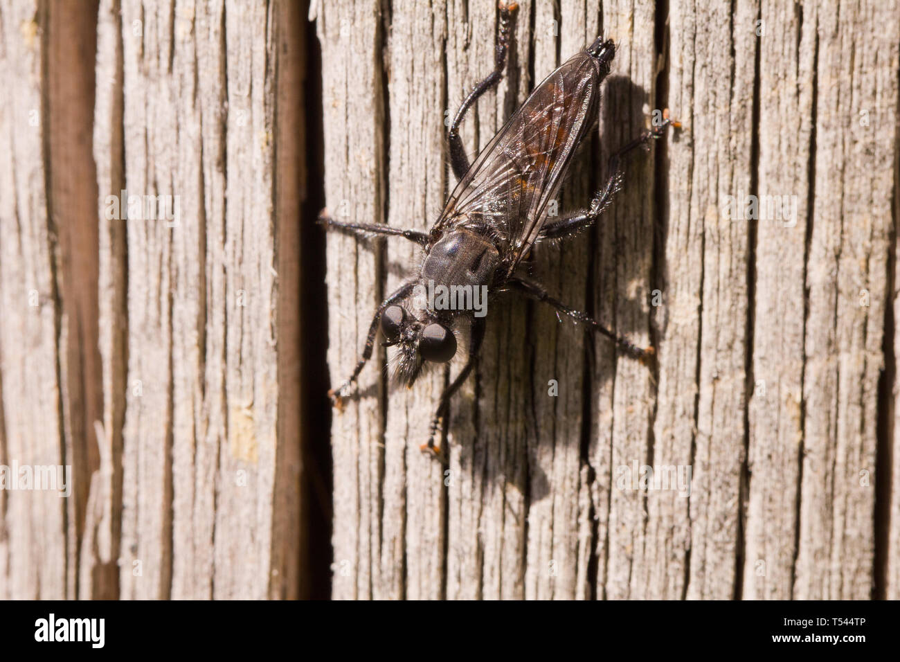 Big robberfly hi-res stock photography and images - Alamy