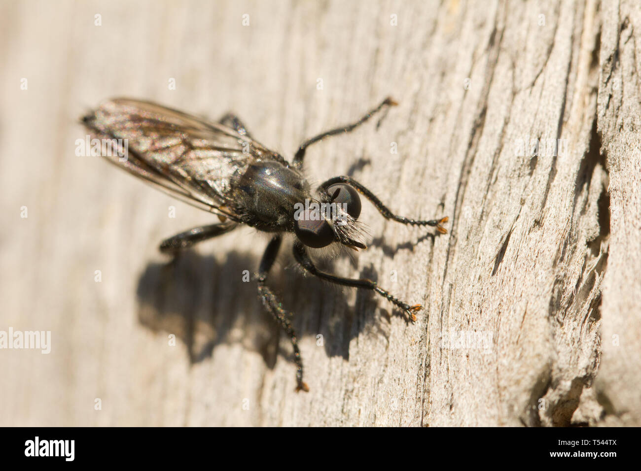 Big robberfly hi-res stock photography and images - Alamy