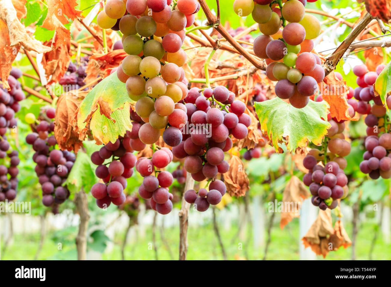Grapes Orchard