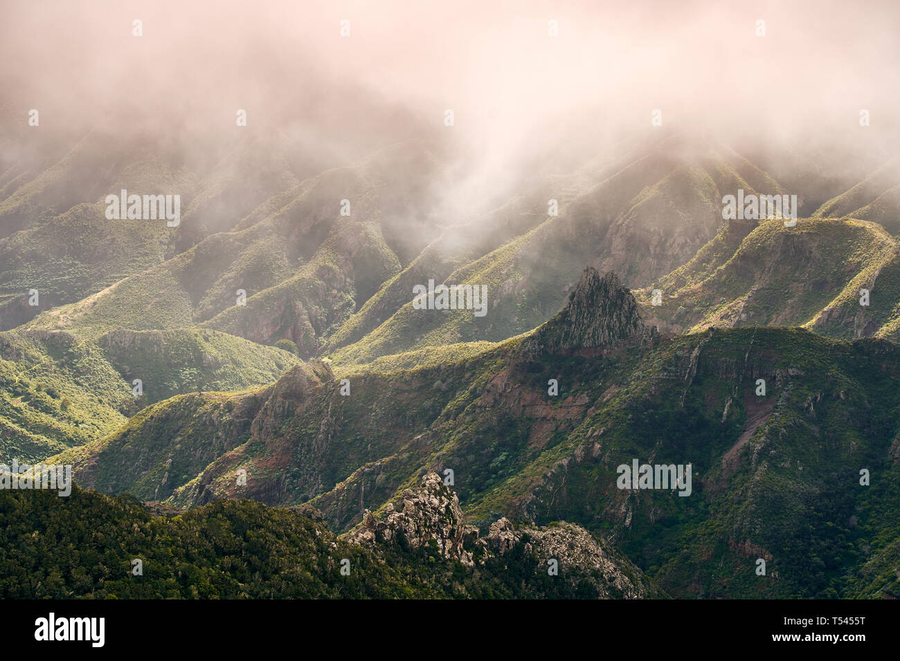 Anaga forest hi-res stock photography and images - Alamy