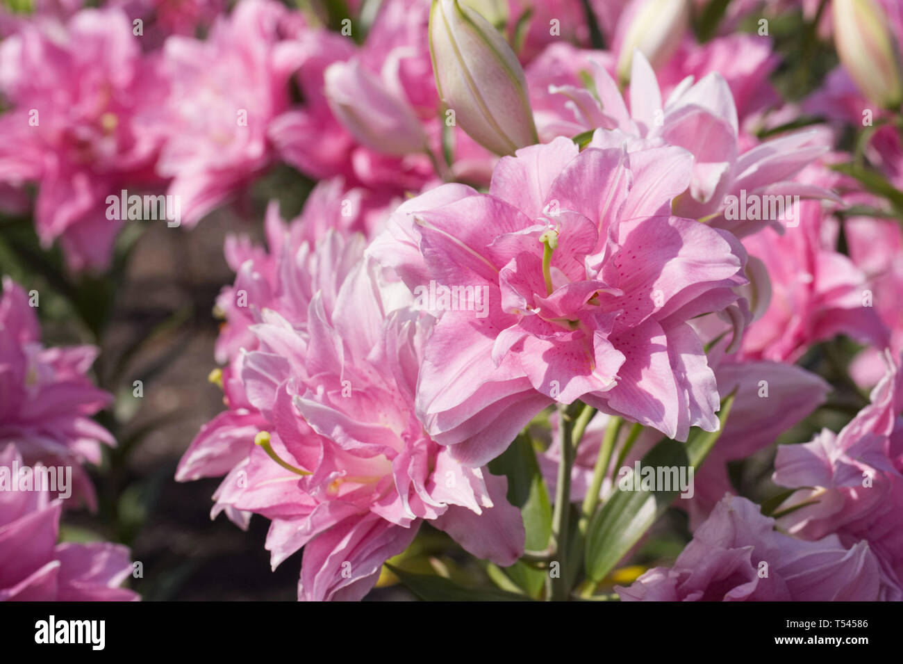 Lilium 'Sarah Bernhardt' flowers Stock Photo - Alamy