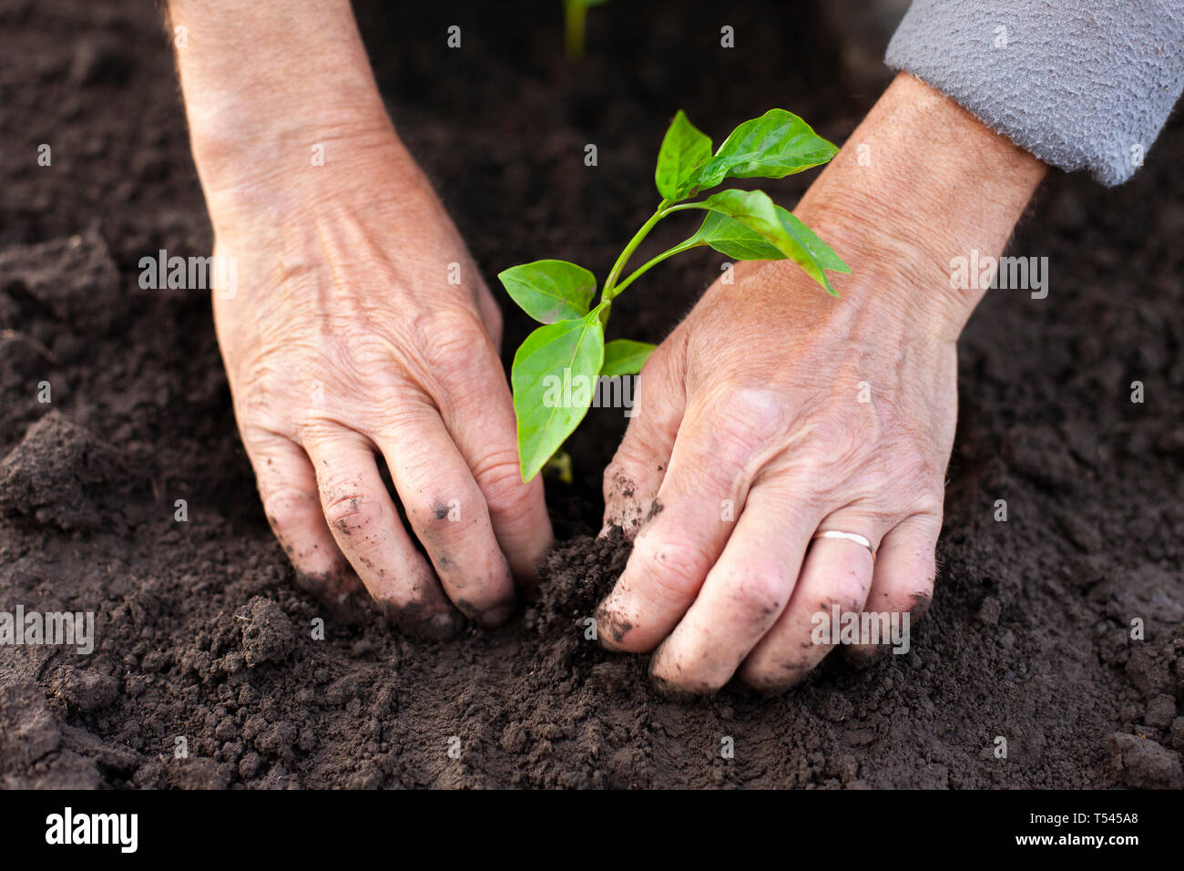 Close up senior man planting hi-res stock photography and images - Alamy