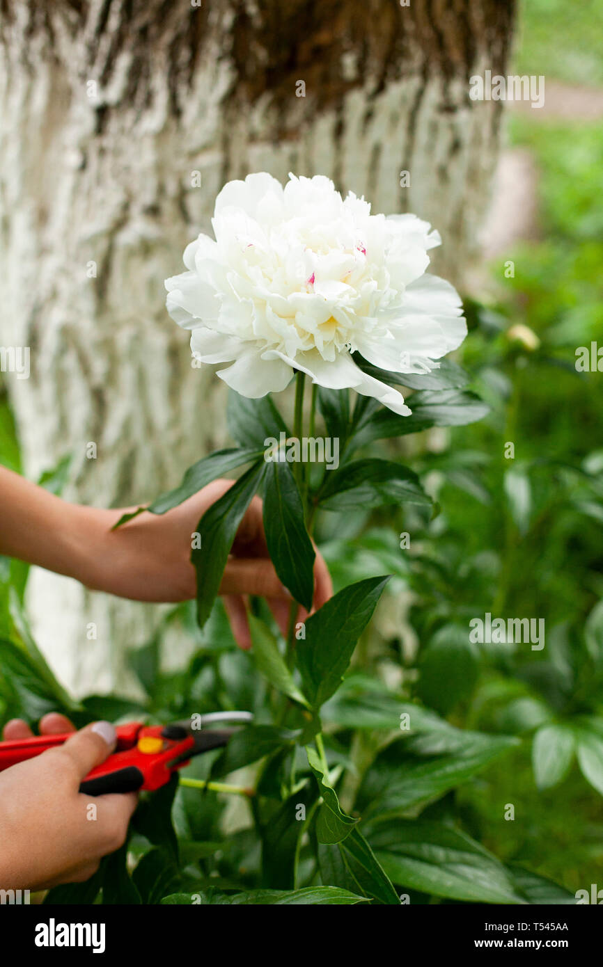 Cutting white hi-res stock photography and images - Alamy