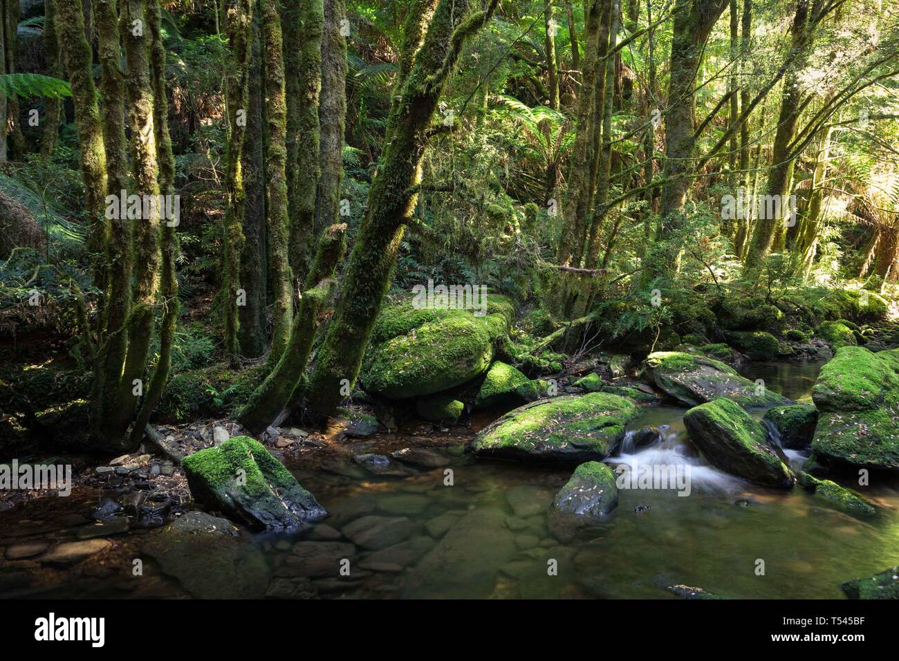 On the floor of the rainforest a shallow stream flows past moss-covered ...