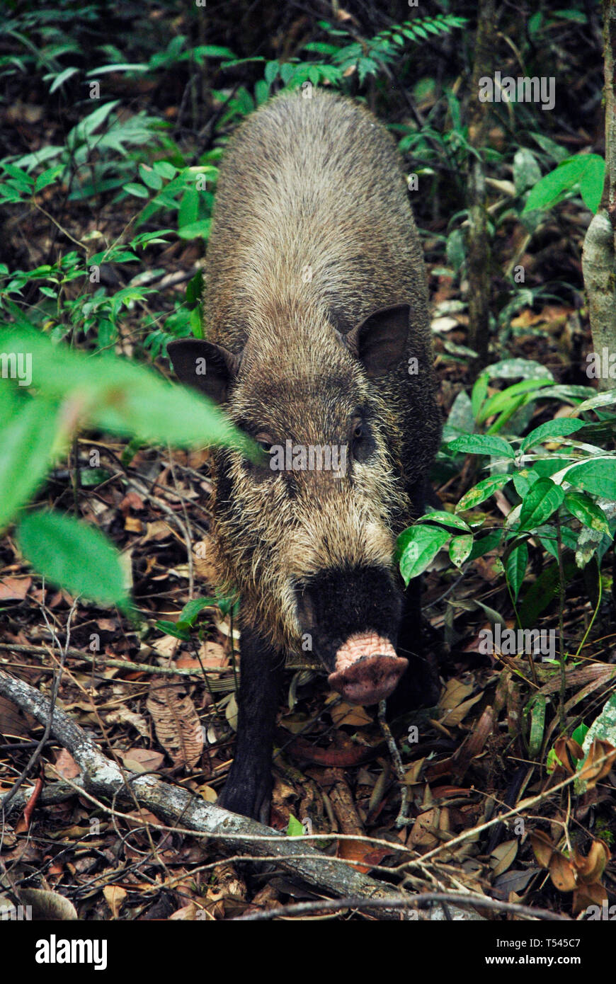 close up of a wild boar Wild Boar, Sus scrofa in jungle of Kalimantan ...