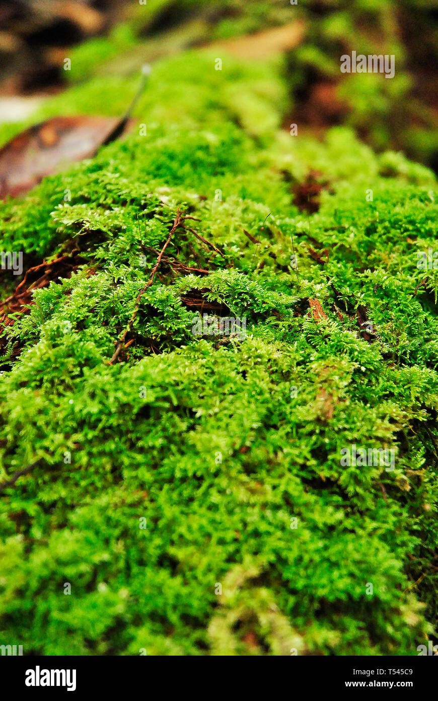 green moss on a tree roots and the tree trunks Stock Photo - Alamy
