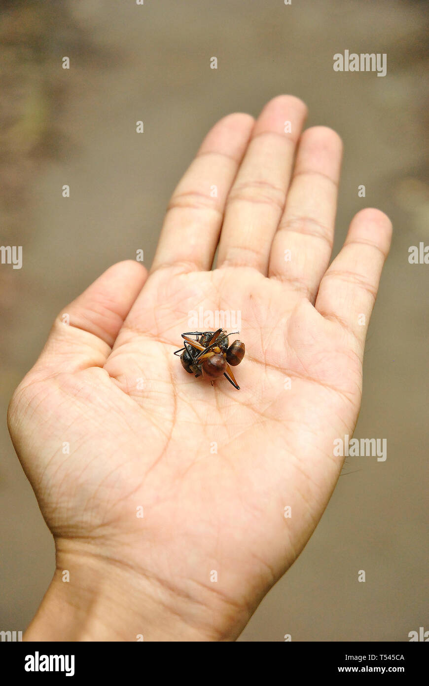 two big bull ants fight to death in a mans hand Stock Photo - Alamy