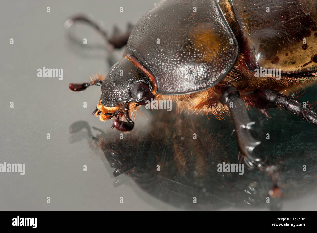 Macro photograph showing detail of a female Eastern Hercules Beetle ...