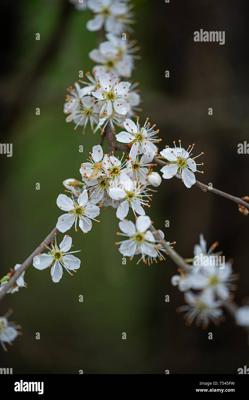 delicately flowering fruit tree Stock Photo - Alamy