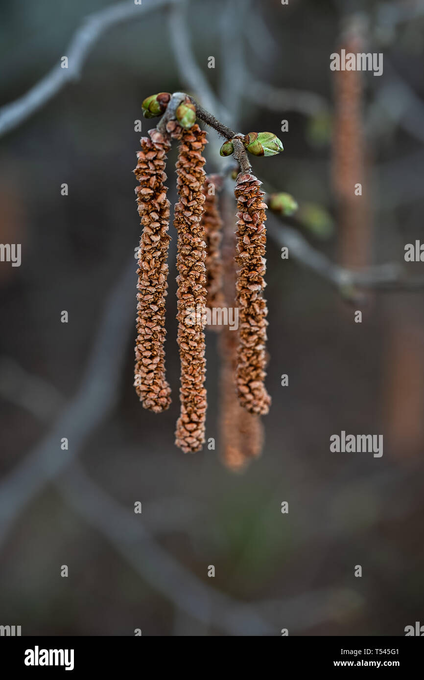 Hazelnut shrub hi-res stock photography and images - Alamy