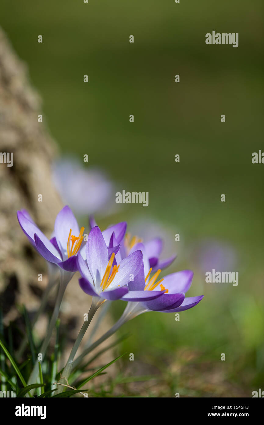 Croci spring hi-res stock photography and images - Alamy