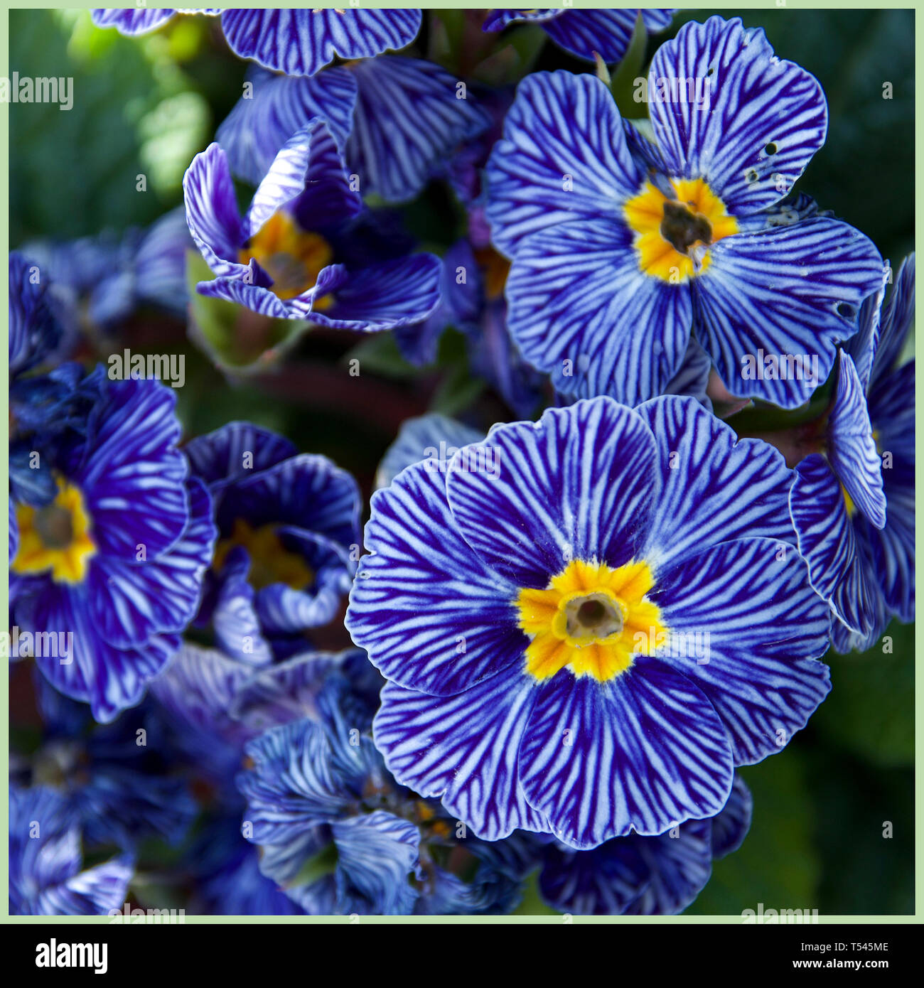 Intense purple flowers hi-res stock photography and images - Alamy