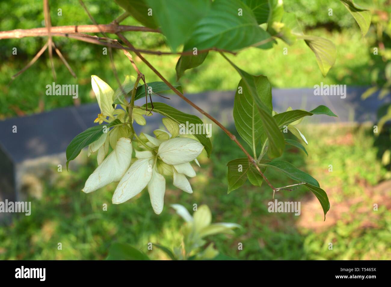 Pure and natural hi-res stock photography and images - Alamy