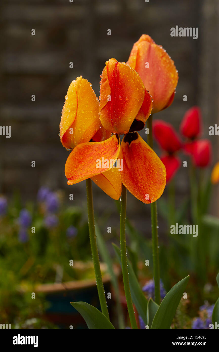 Garden tulips nature flower portraits Stock Photo - Alamy