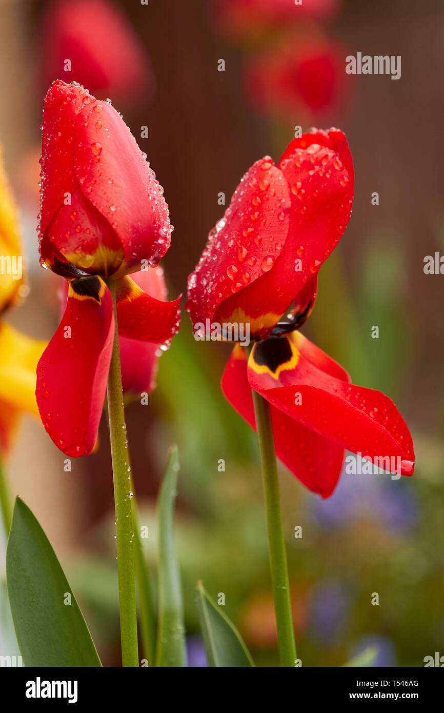 Garden tulips nature flower portraits Stock Photo - Alamy